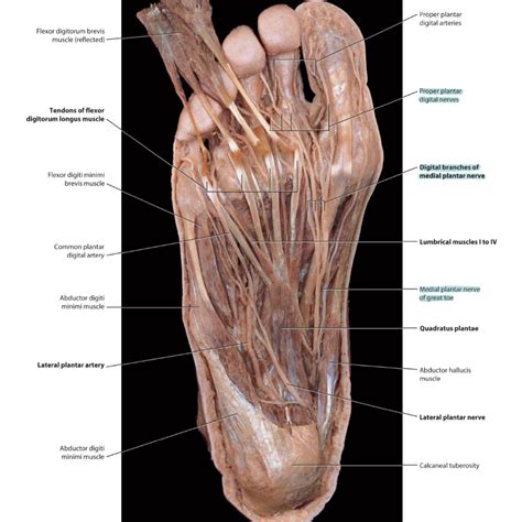 Medial Plantar Nerve Divisions The Tarsal Tunnel Syndrome Objective