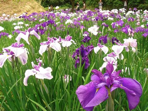 花菖蒲北鎌倉 明月院十六夜