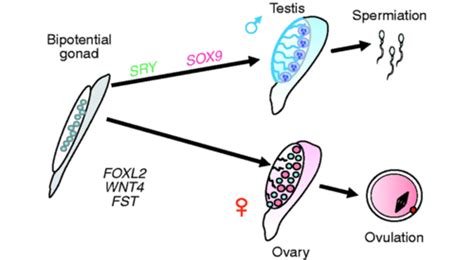 Patho Male Disorders Flashcards Quizlet