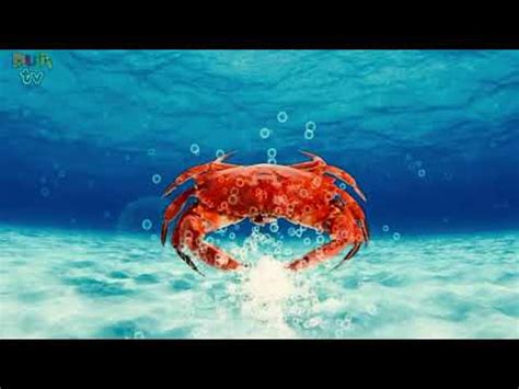 Drulii Tv Sea Animals Names And Sounds Youtube