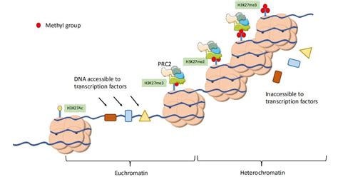 Targeting EZH2 For The Treatment Of Soft Tissue Sarcomas
