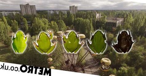 Mutant Black Frogs Created After Years Of Chernobyl Radiation Exposure