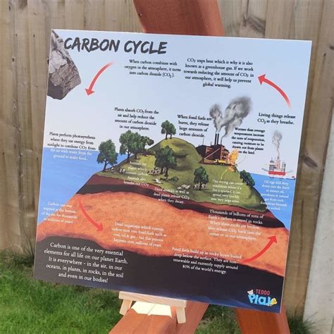 Teddo Play Water Cycle And Carbon Cycle Portable Educational Poster