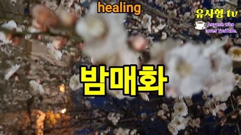 밤에 보는 매화 아름다움 최고 👍 😍 💕 Youtube