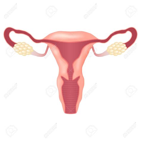 Aparato Reproductor Femenino Y Masculino Sin Nombres