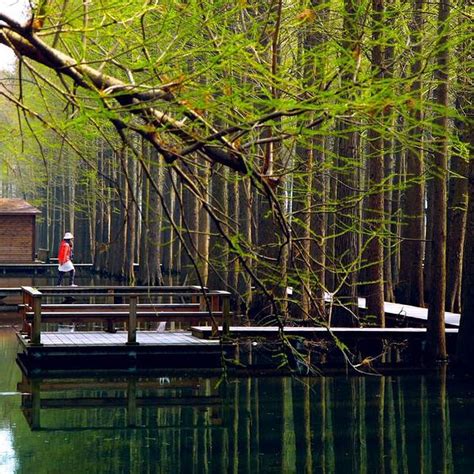 李中水上森林 中水上森林景区 兴化水上森林 第2页 大山谷图库