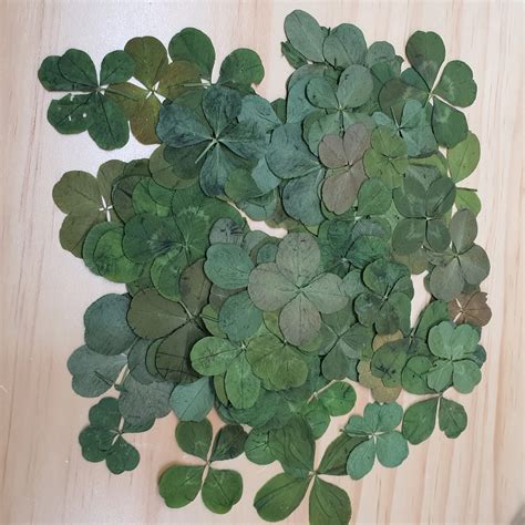 행운가득 네잎클로버 판매🍀 당근 중고거래