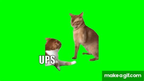 Green Screen Cat Hits Another Cat Meme On Make A 