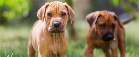 Rhodesian Ridgeback Puppies
