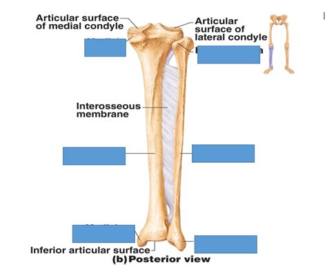Tibia Fibula Posterior View Diagram Quizlet
