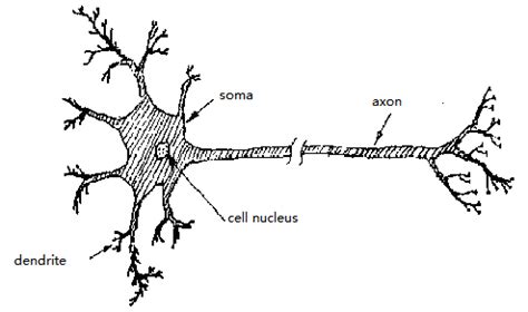Nerve Cell Diagram Blank