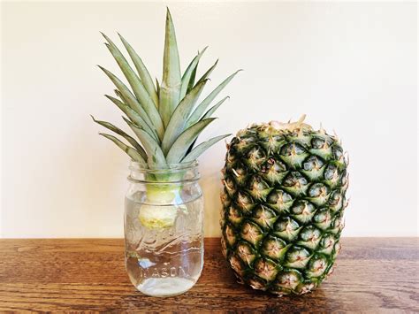 Ultimate Guide To Growing Pineapple Houseplants Indoors