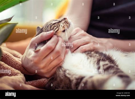 Smiling Domestic Cat Cuddling Up To Human On Cozy Sofa Warm Home