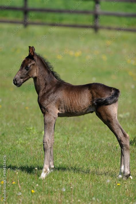 Foal Conformation Shot Full Body Shot Of Purebred Hanoverian Foal Colt