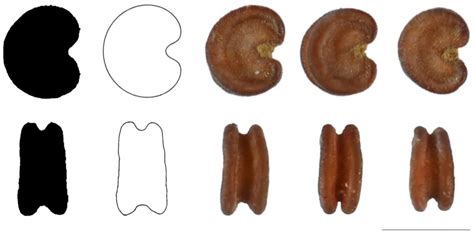 Comparison Of Seed Images With Geometric Models An Approach To The