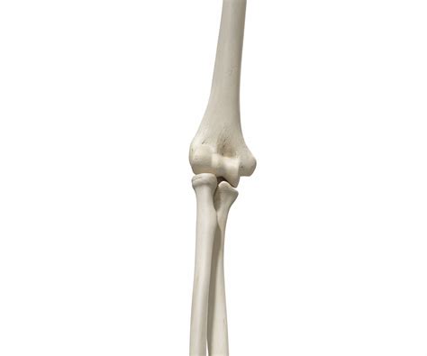 Elbow Epicondylitis In Fencing Assic Education