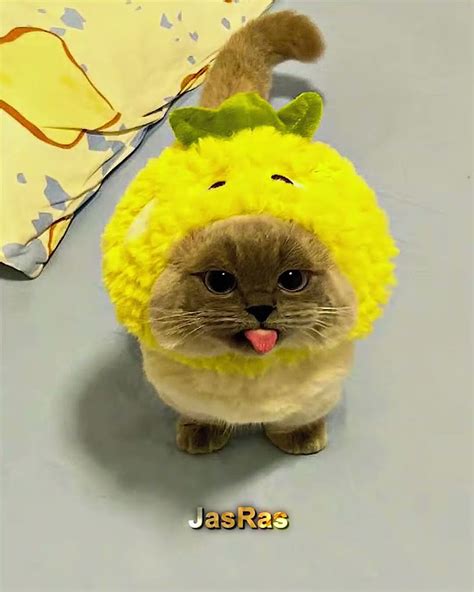 Xiao Jie Cat Cats Youtube