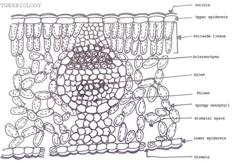 Plant Cell Under Microscope Labeled