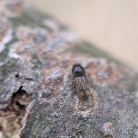 Conoderus Insect Identification Guide Habitat And Facts