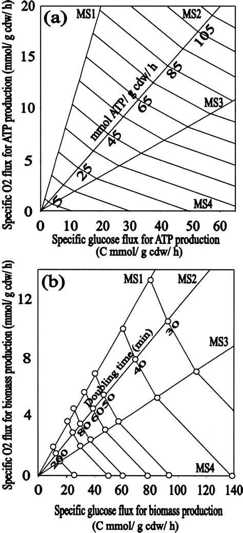 A Relationship Between Specific Oxygen Uptake Rate Specific Glucose Download Scientific