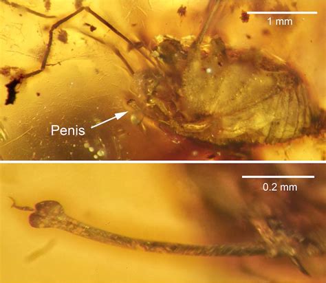 Gallery Erect Arachnid Penis Trapped In Amber Live Science