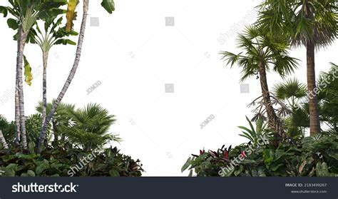 흰색 배경의 3d 렌더링 팜 트리 스톡 일러스트 2183499267 Shutterstock
