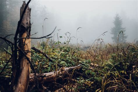 Tree Disease Treatment Columbia SC Pro Tree Services Columbia SC