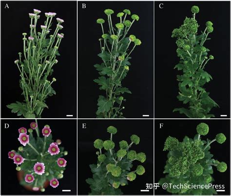 【phyton编辑推荐】南京农业大学陈发棣教授团队在菊花研究上取得新进展丨tsp文章精选 知乎