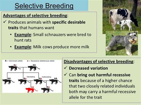 What Is An Example Of Artificial Selection Quizizz At Patricia Petrie Blog What Is An Example Of Artificial Selection Quizizz At Patricia Petrie Blog