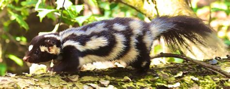 Spotted Skunks