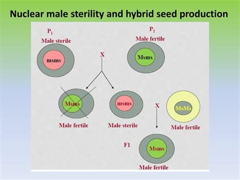 Male Sterility Pdf Infertility Reproductive Health