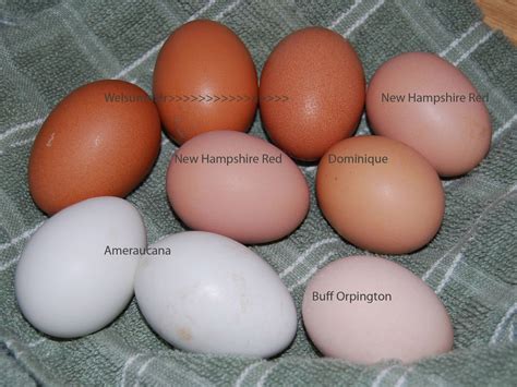 Buff Orpington Duck Egg Color At Frank Royalty Blog
