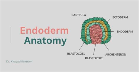 Endoderm Anatomypdf Endoderm Anatomypdf