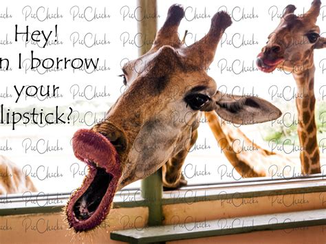 Funny Giraffe Meme