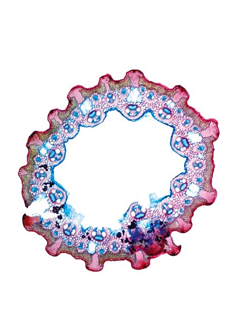 Monocots Database Of Anatomical Images