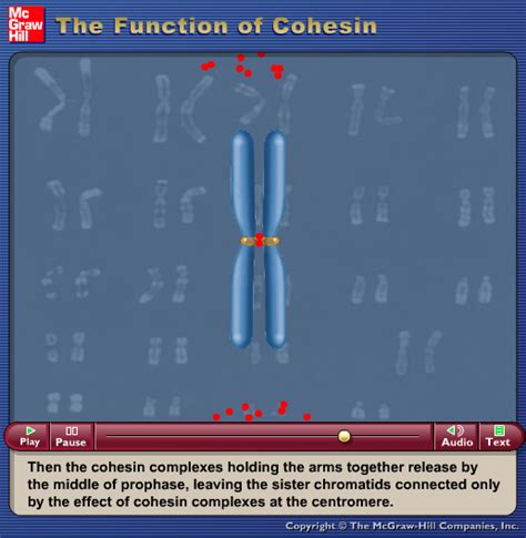 The Function Of Cohesin Play Online On Flash Museum 🕹️