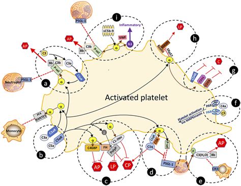 Complement Platelet Interactions That Can Facilitate An Inflammatory