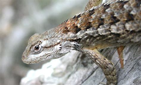 Types Of Horned Lizards In Texas