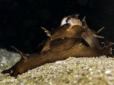 Phylum Mollusca Aplysia