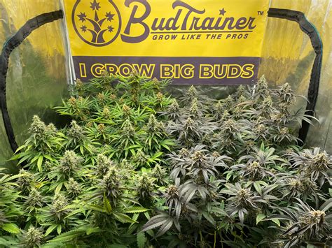 Budtrainer® Official Banner I Grow Big Buds