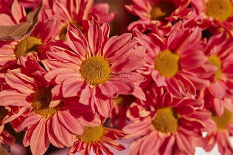 자홍색 배경 꽃 작은 데이지 사진 무료 다운로드 Lovepik