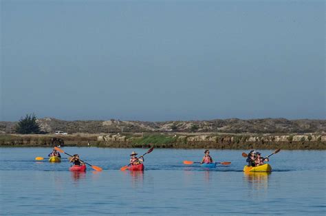 Elkhorn Slough Guided Kayak Tours At Marsha Shain Blog