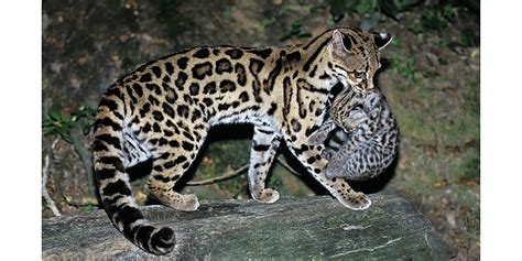 Margay Ocelot Working Group
