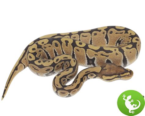 Ghost Ball Python Baby Ultimate Reptile