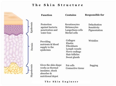 Skin Structure And Its Functions Dermis And Epidermis Layers Skin