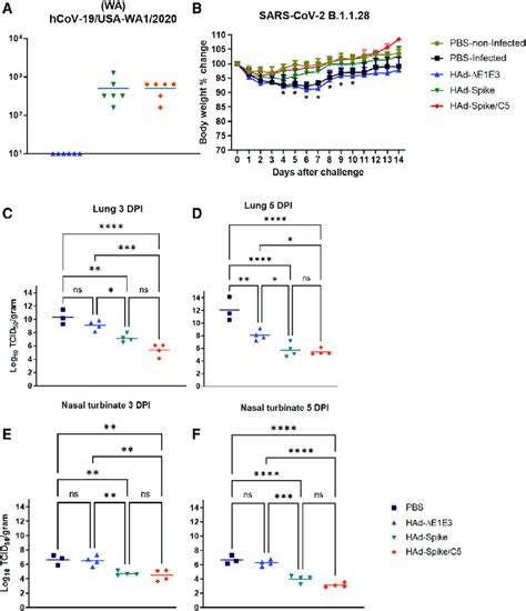 Protection Efficacy Of A Single Dose Regimen Of Had Spike And