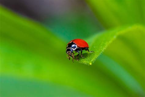 25 Breathtaking Shallow Depth Of Field Examples