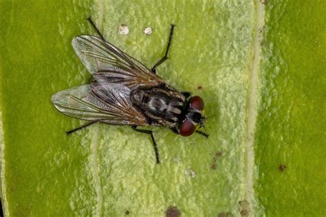 Premium Photo Adult House Fly Of The Species Musca Domestica