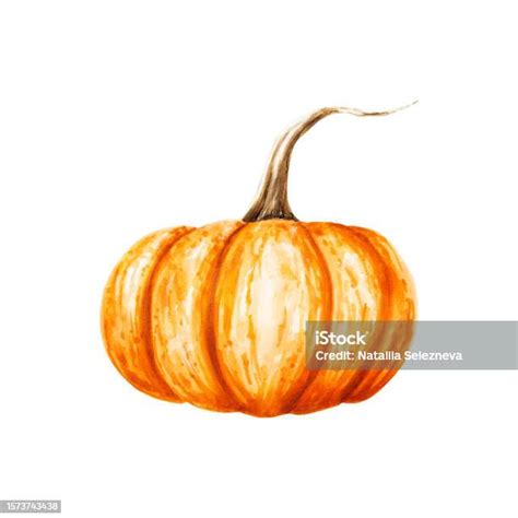 수채화 가을 오렌지 호박입니다 농장 잘 익은 야채는 흰색 배경에 격리되어 있습니다 디자이너 장식 메뉴 상점 엽서 포장지 표지 포스터 및 직물용 10월에 대한 스톡 벡터 아트