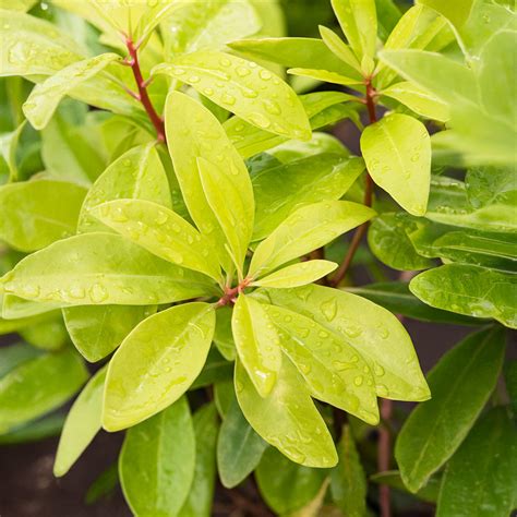 Southern Living Florida Sunshine Illicium Plants For Sale